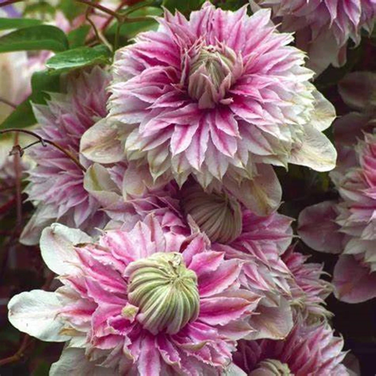 Resistant,Gorgeous,Simple to Grow(Clematis Vine Shade)Beautify ...