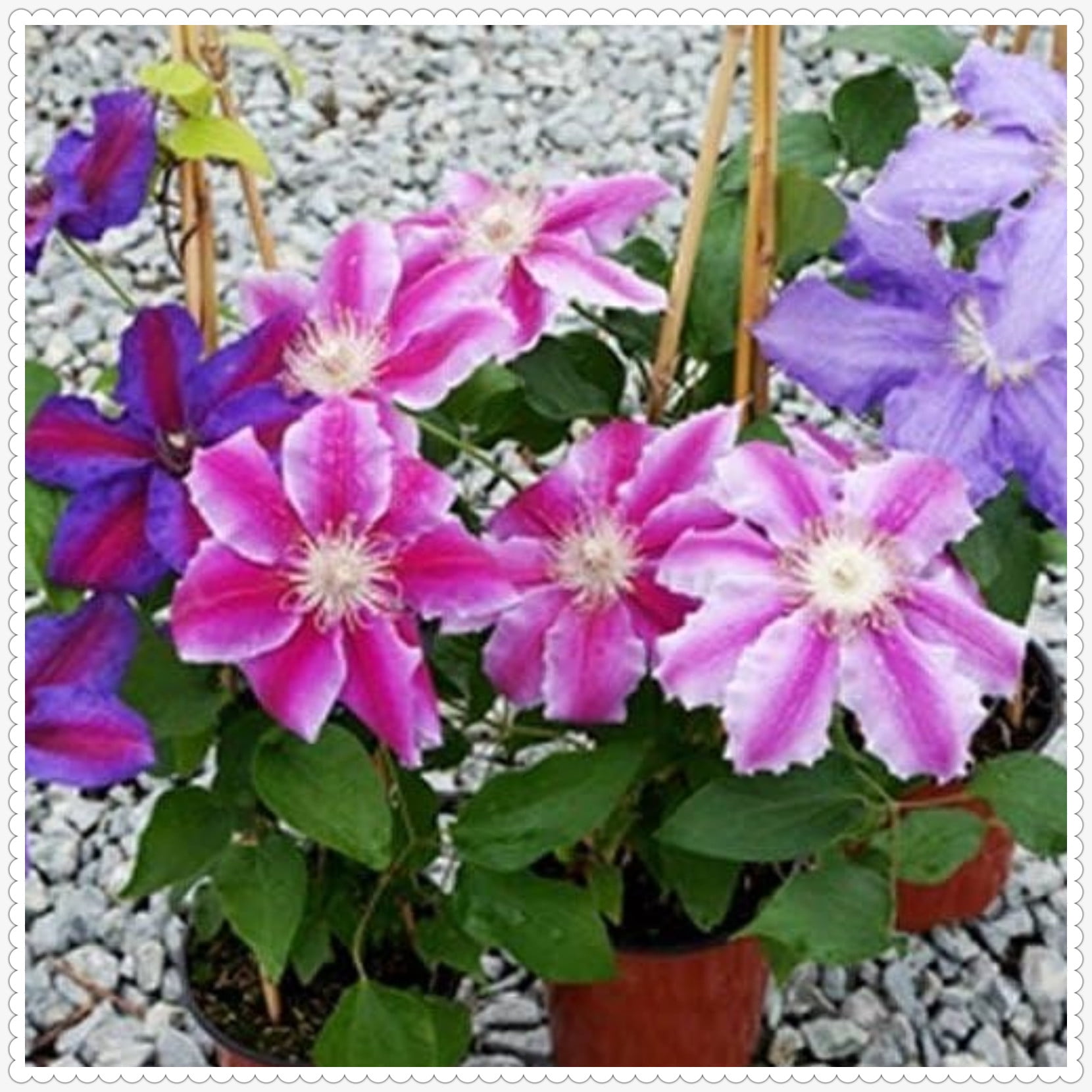 Resistant,Gorgeous,Simple to Grow(Clematis Vine Shade)Beautify ...