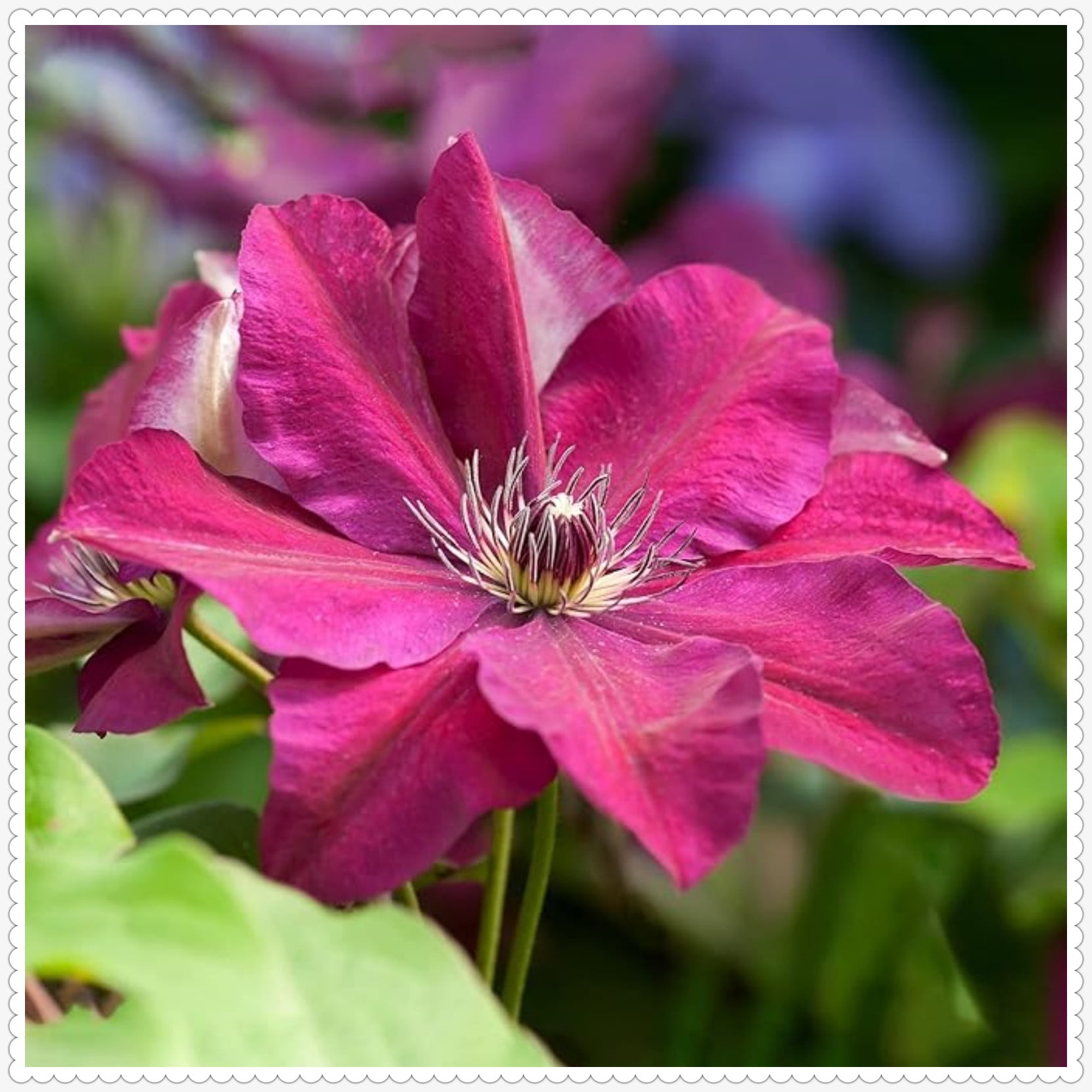 Resistant,Gorgeous,Simple to Grow(Clematis Vine Shade)Beautify ...