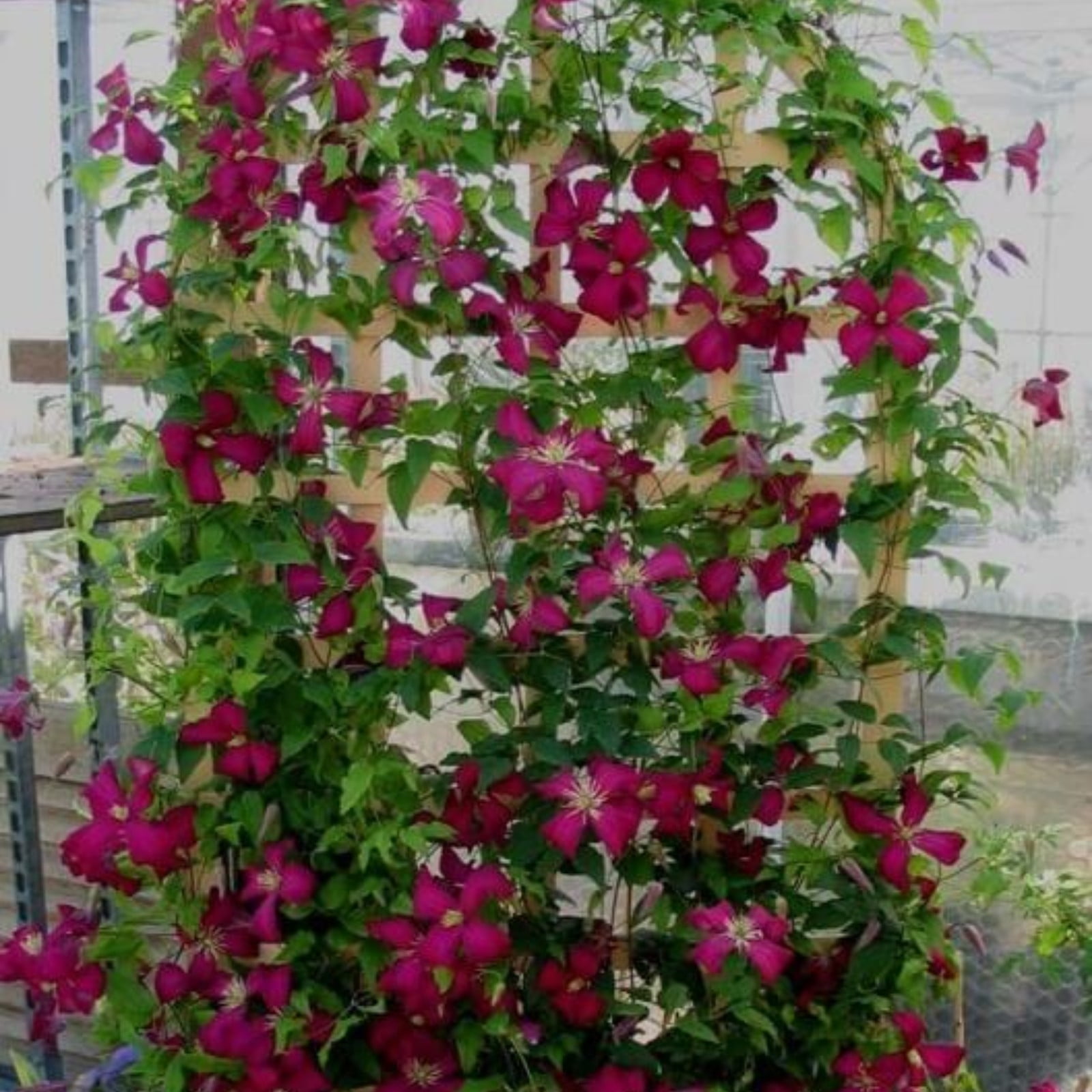 Resistant,Gorgeous,Simple to Grow(Clematis Vine Shade)Beautify Environment, Easy to plant ...