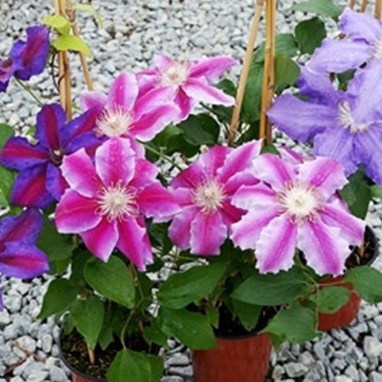 Resistant,Surprise Simple to Grow(Clematis Vine Shade)Beautify ...