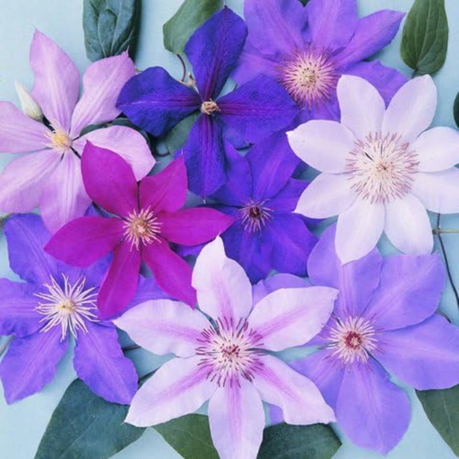 Resistant,Surprise Simple to Grow(Clematis Vine Shade)Beautify ...