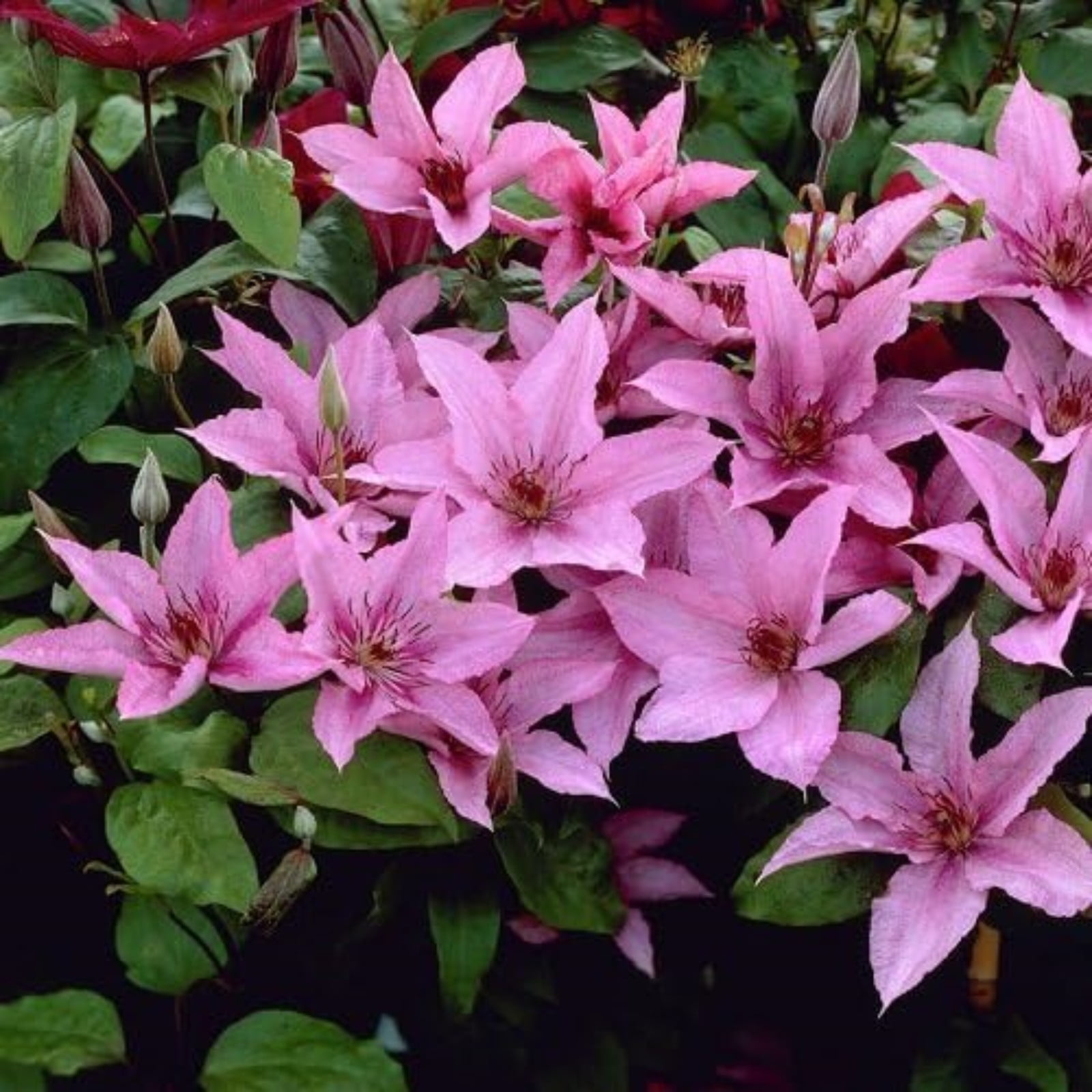 Resistant,Surprise Simple to Grow(Clematis Vine Shade)Beautify ...