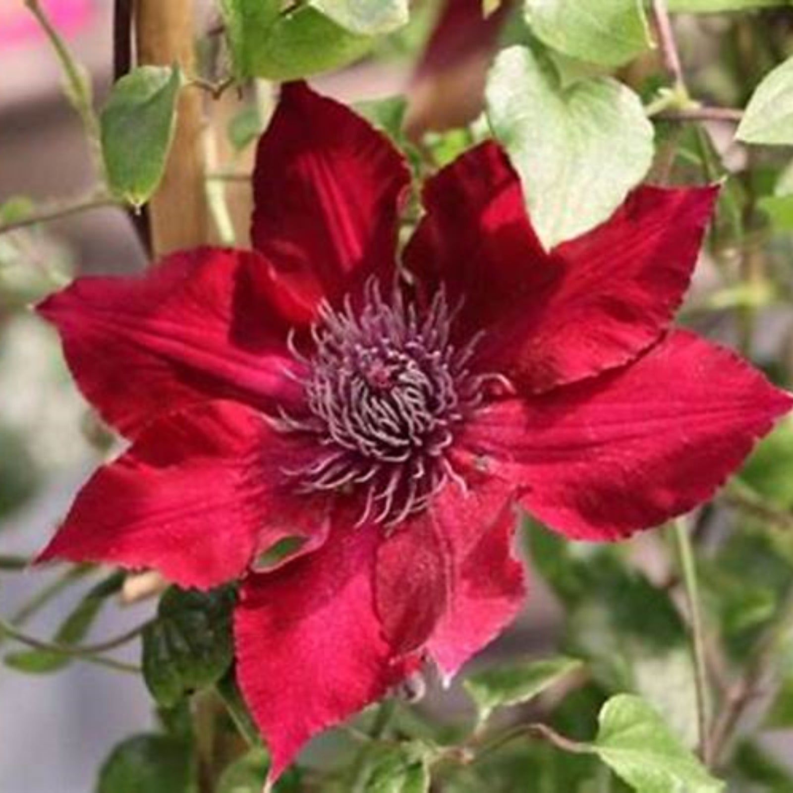 Resistant,Surprise Simple to Grow(Clematis Vine Shade)Beautify ...