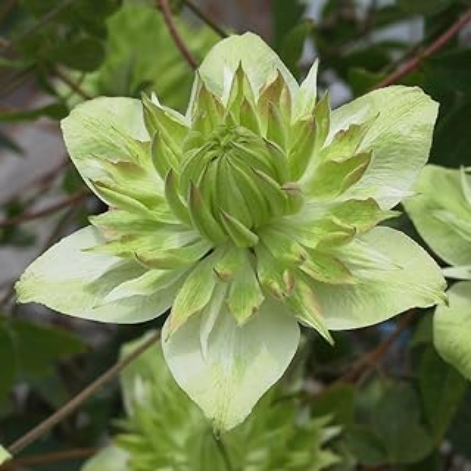 Resistant,Surprise Simple to Grow(Clematis Vine Shade)Beautify ...