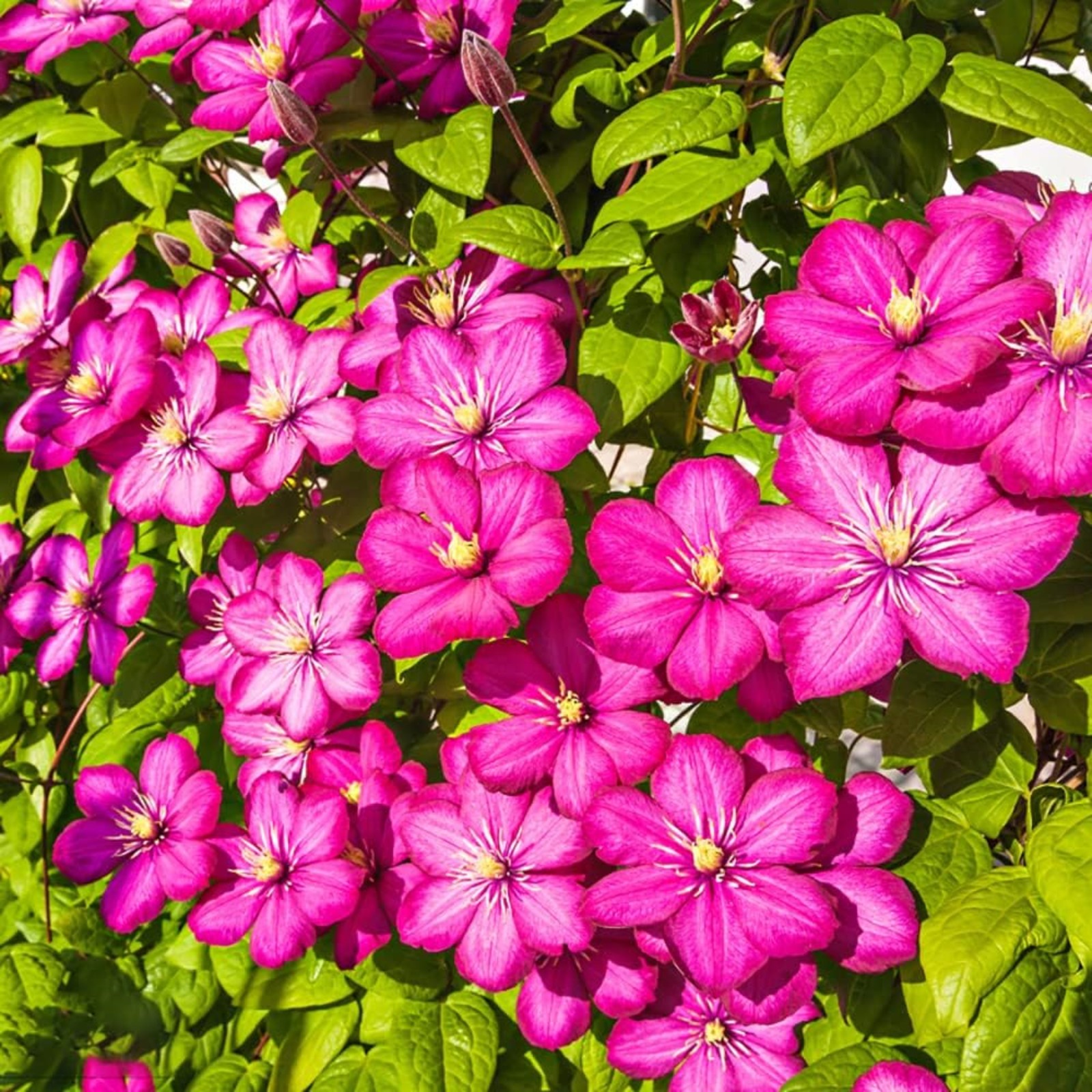 Resistant,Surprise Simple to Grow(Clematis Vine Shade)Beautify ...