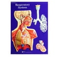 Respiratory System Model Only - 24" X 18", Educational Kit Grades 3-9 ...