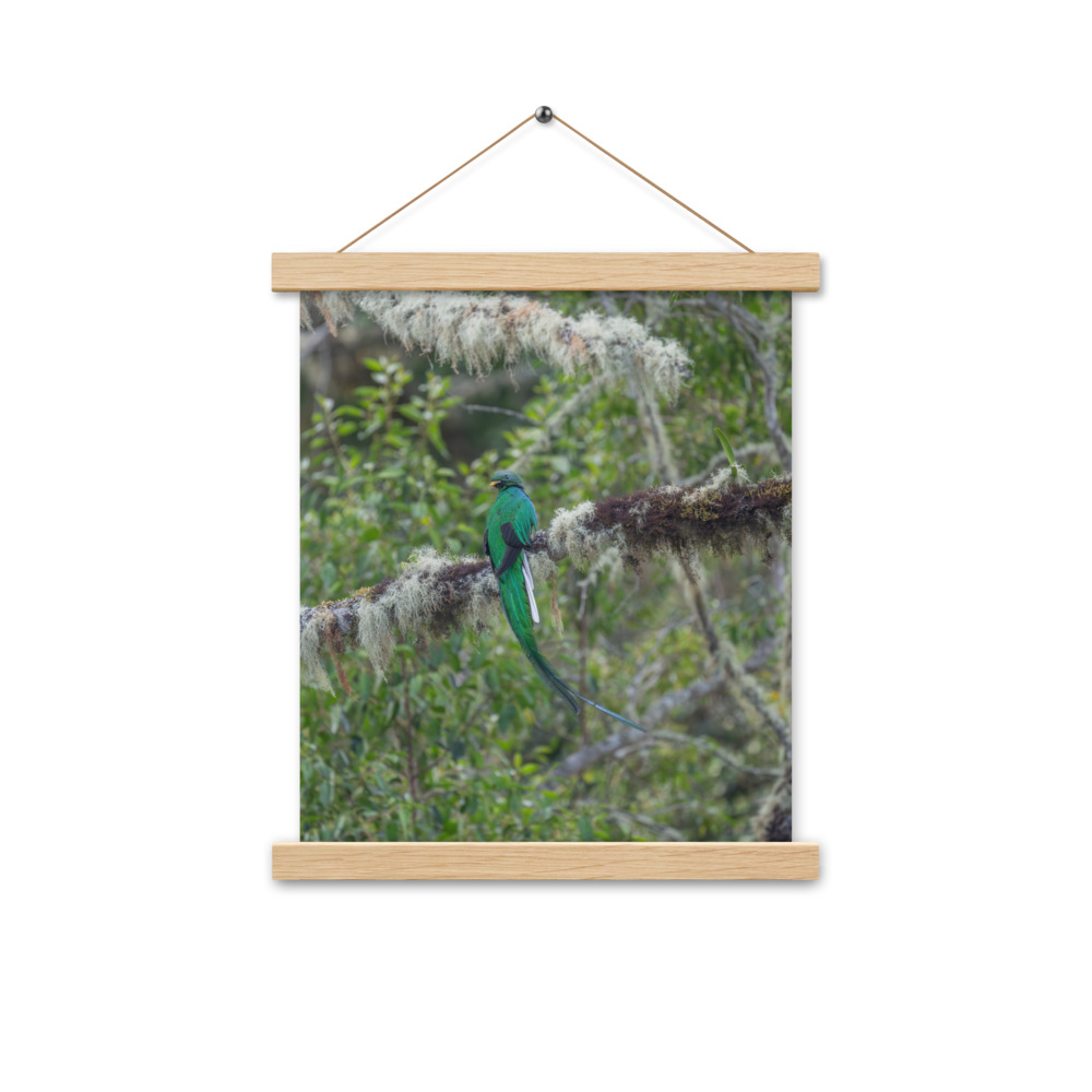 Resplendent_Quetzal ! Poster with hangers (Oak, 11″×14″) - Walmart.com