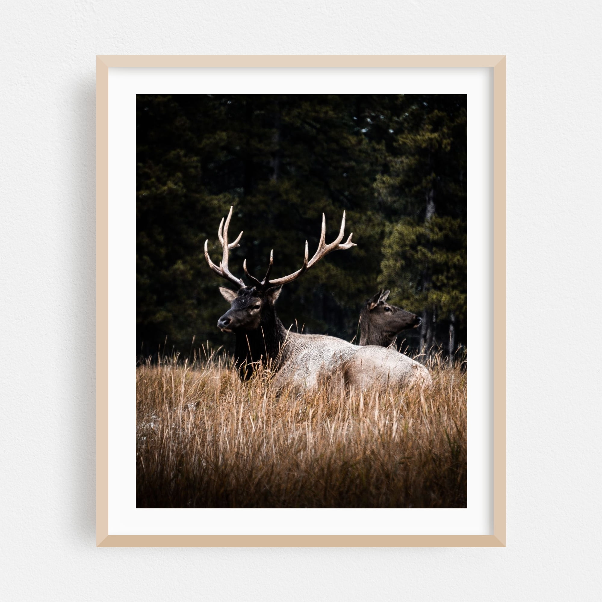 Resting in the Rockies - Banff Alberta Canada Photography Nature ...
