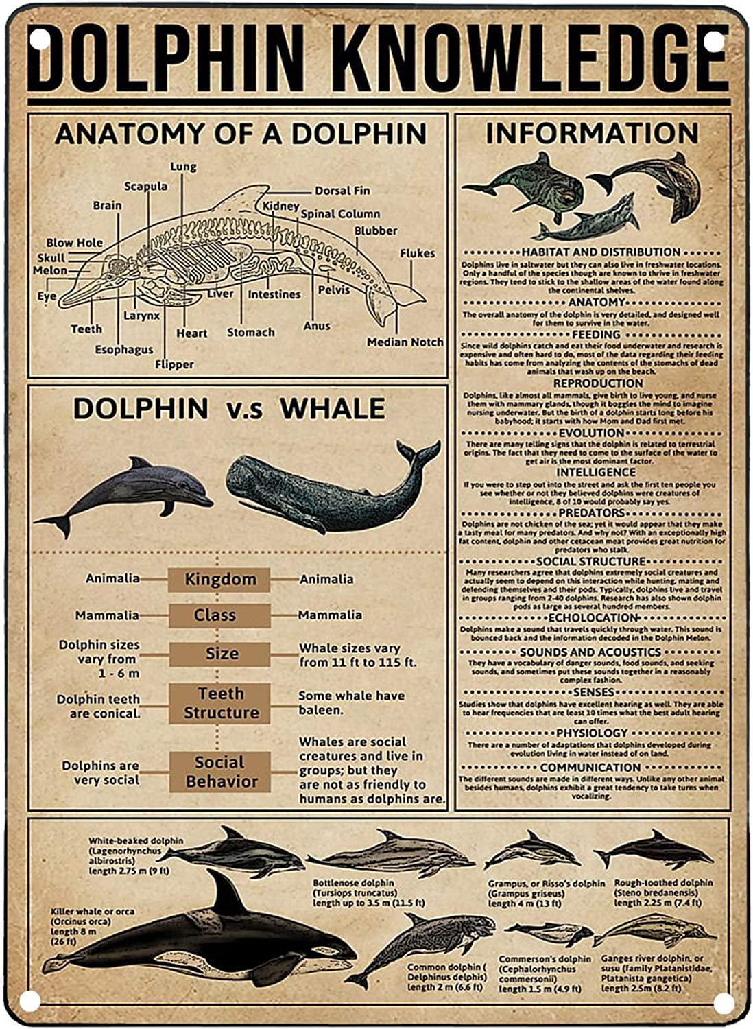 Retro Dolphin Knowledge Education Knowledge Posters Infographics School ...