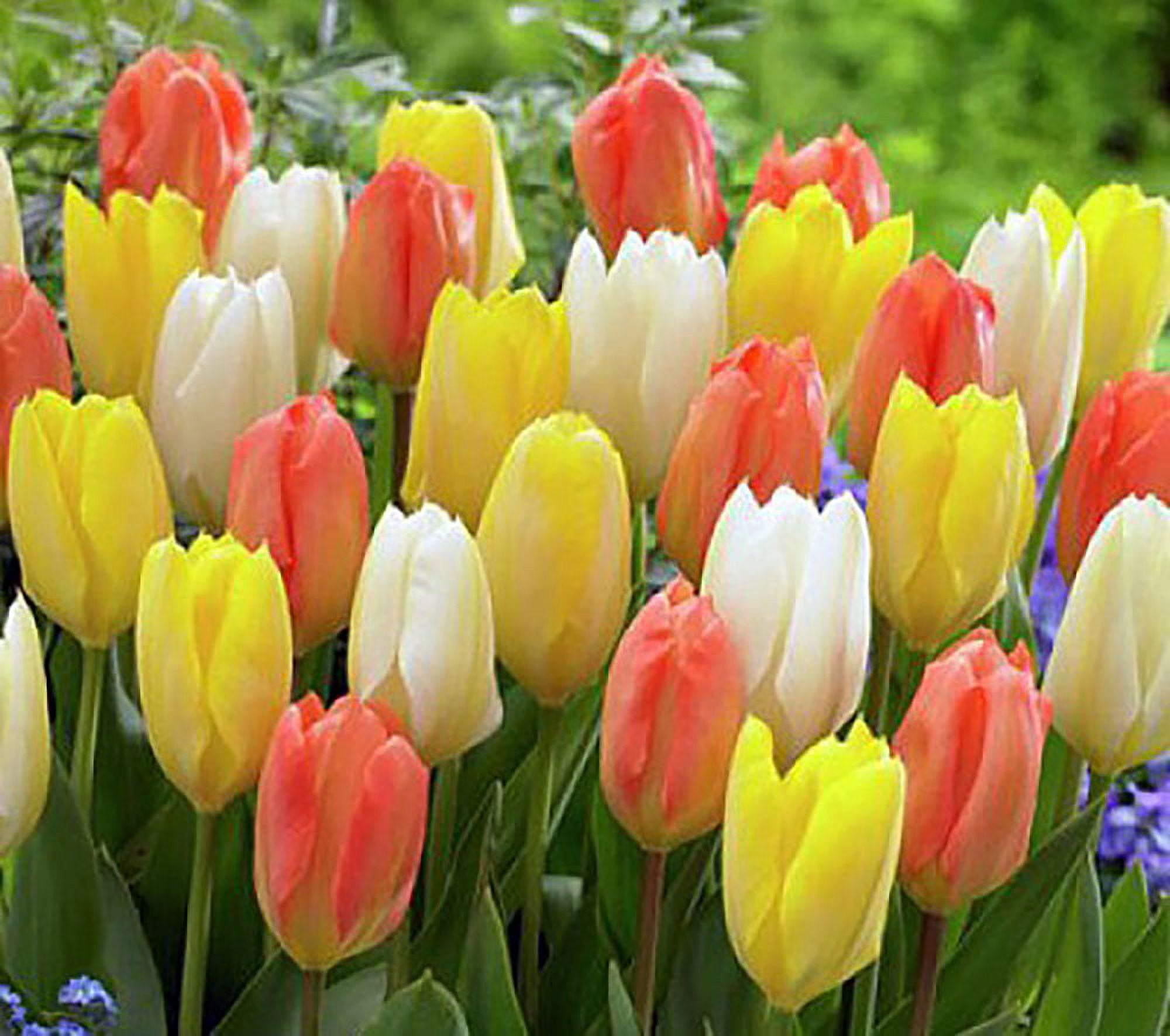 Retro Emperor Tulip Mix 7 Bulbs - 12/+ cm Bulbs - Walmart.com