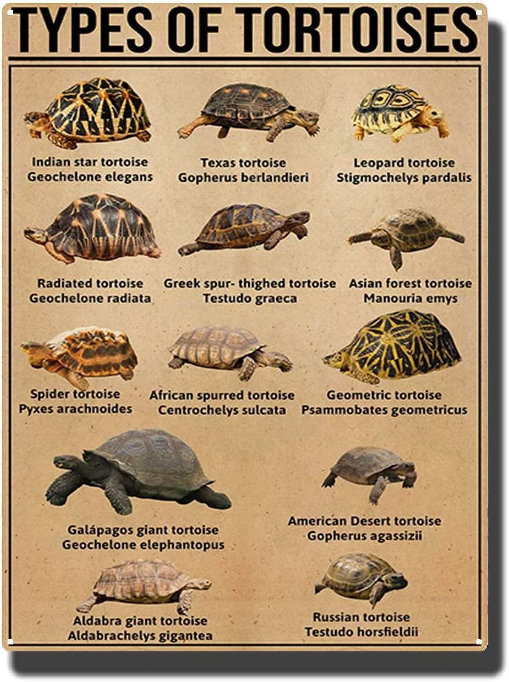 Retro Meta Types of Tortoise Poster Tortoise Knowledge Poster Sea ...