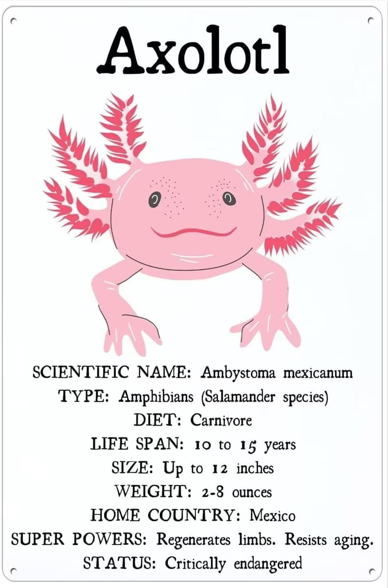 Retro Metal Tin Sign 8 X 12 Inches Axolotl Facts Print Educational ...