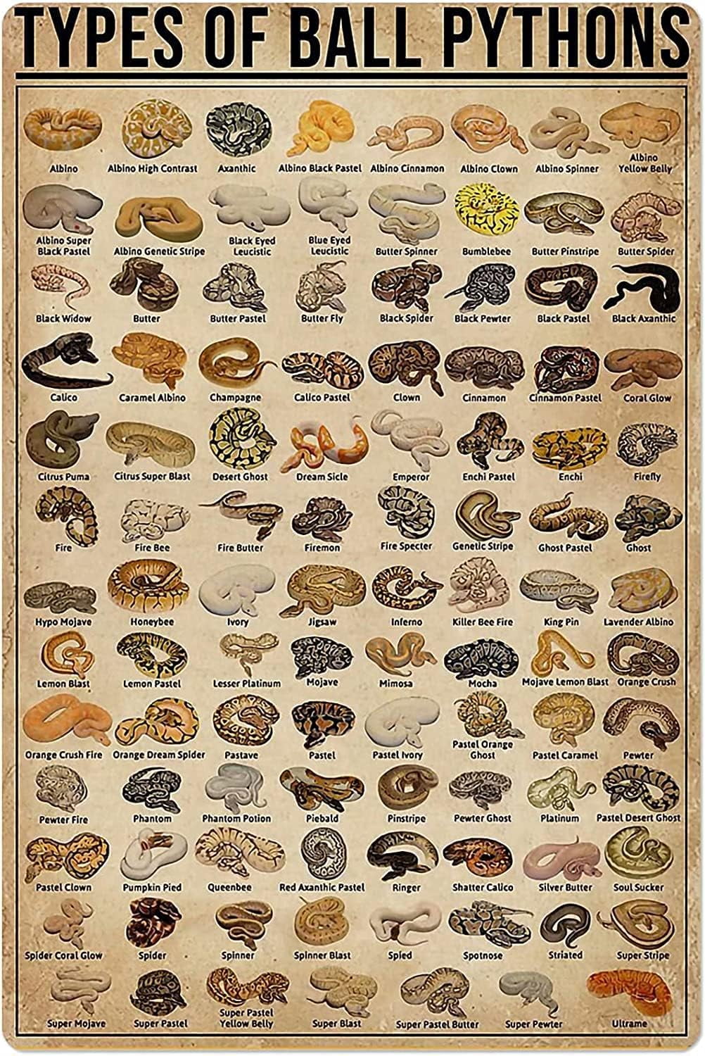 Retro Metal Tin Sign Types of Ball Pythons Poster Sign for Outdoor ...