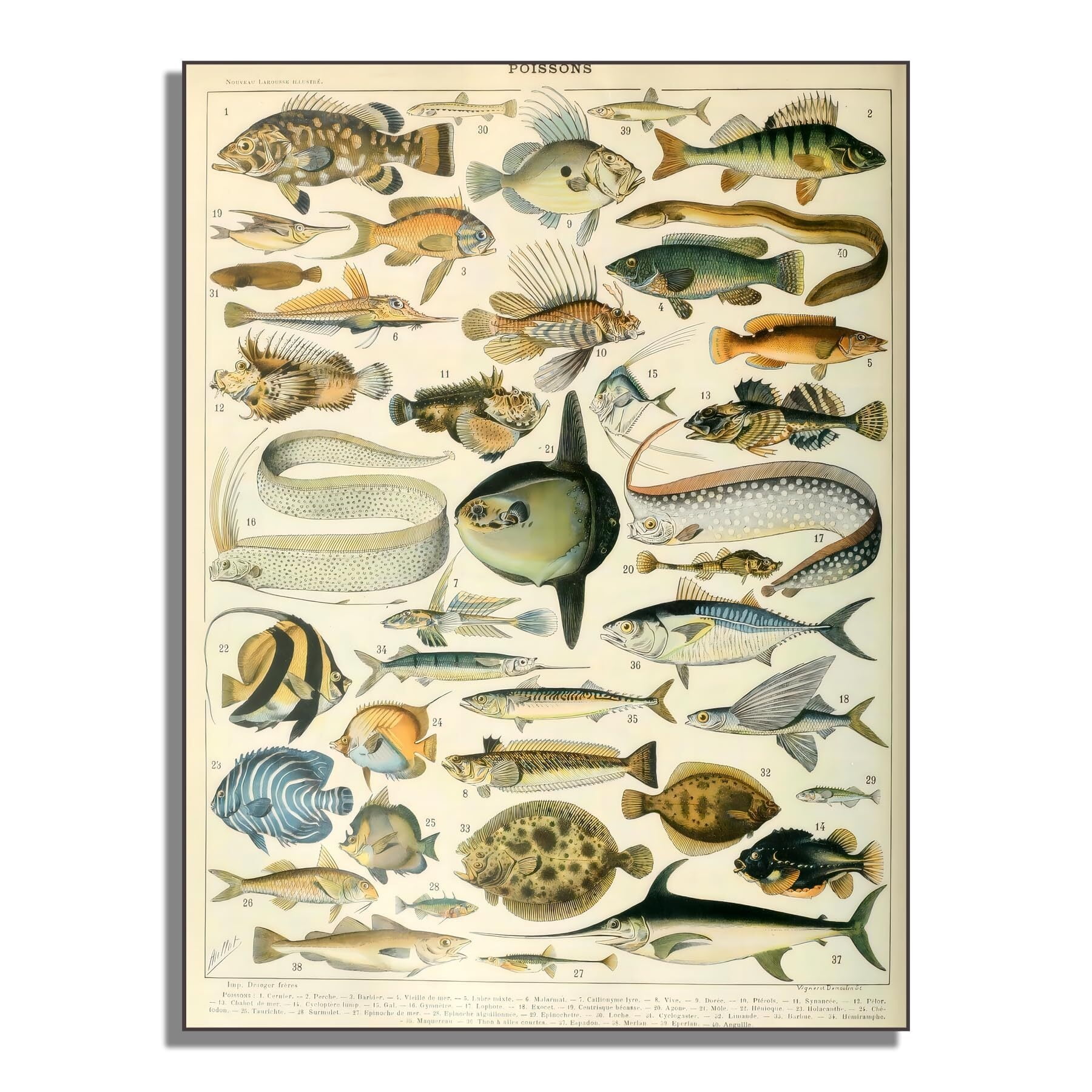 Retro Poster - Encyclopedia of Marine Animals Illustrative Reference ...