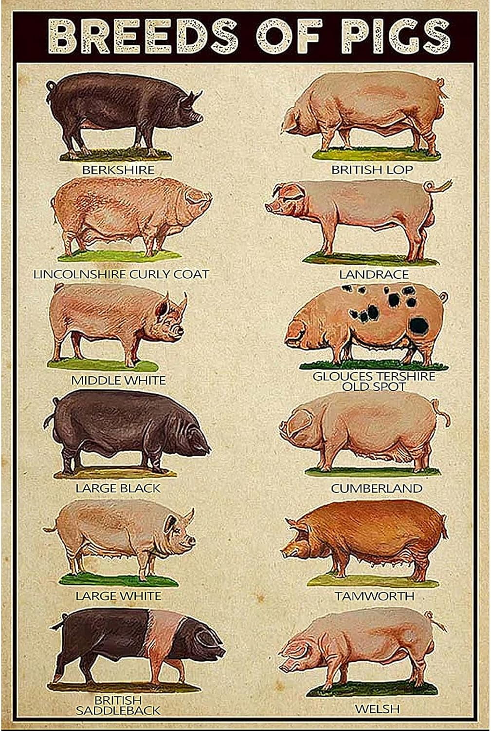 Retro Tin Sign - BREEDS OF PIGS - Vintage-Inspired Metal Wall Art for ...