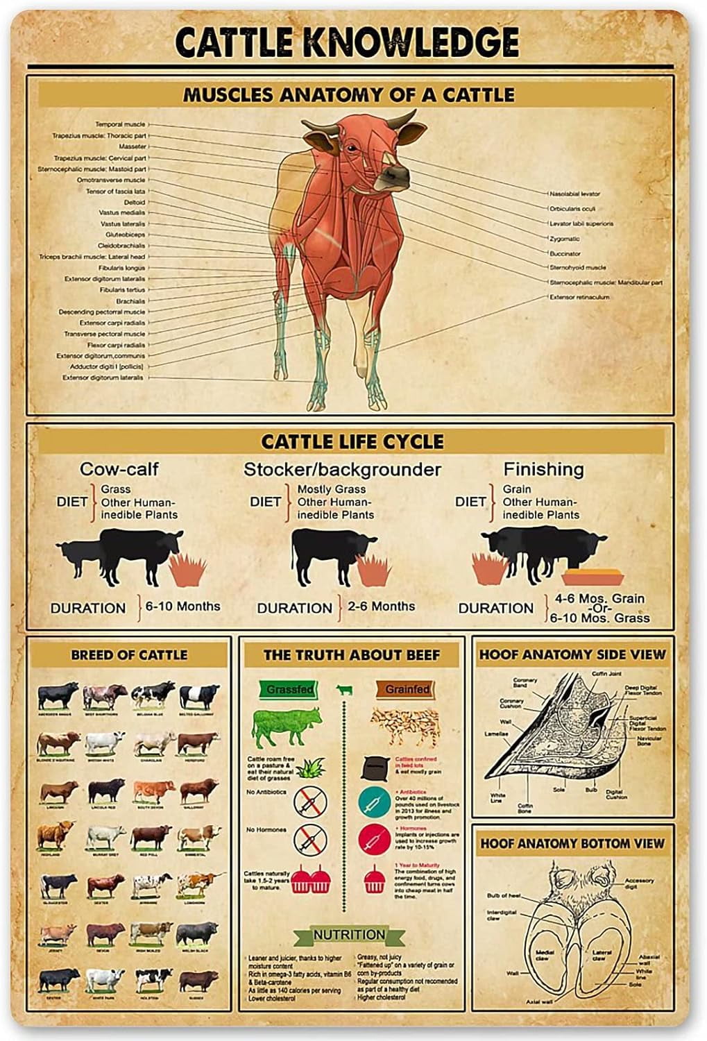 Retro Tin Sign Cattle Knowledge Muscl Anatomy Of A Cattle Farm Poster ...
