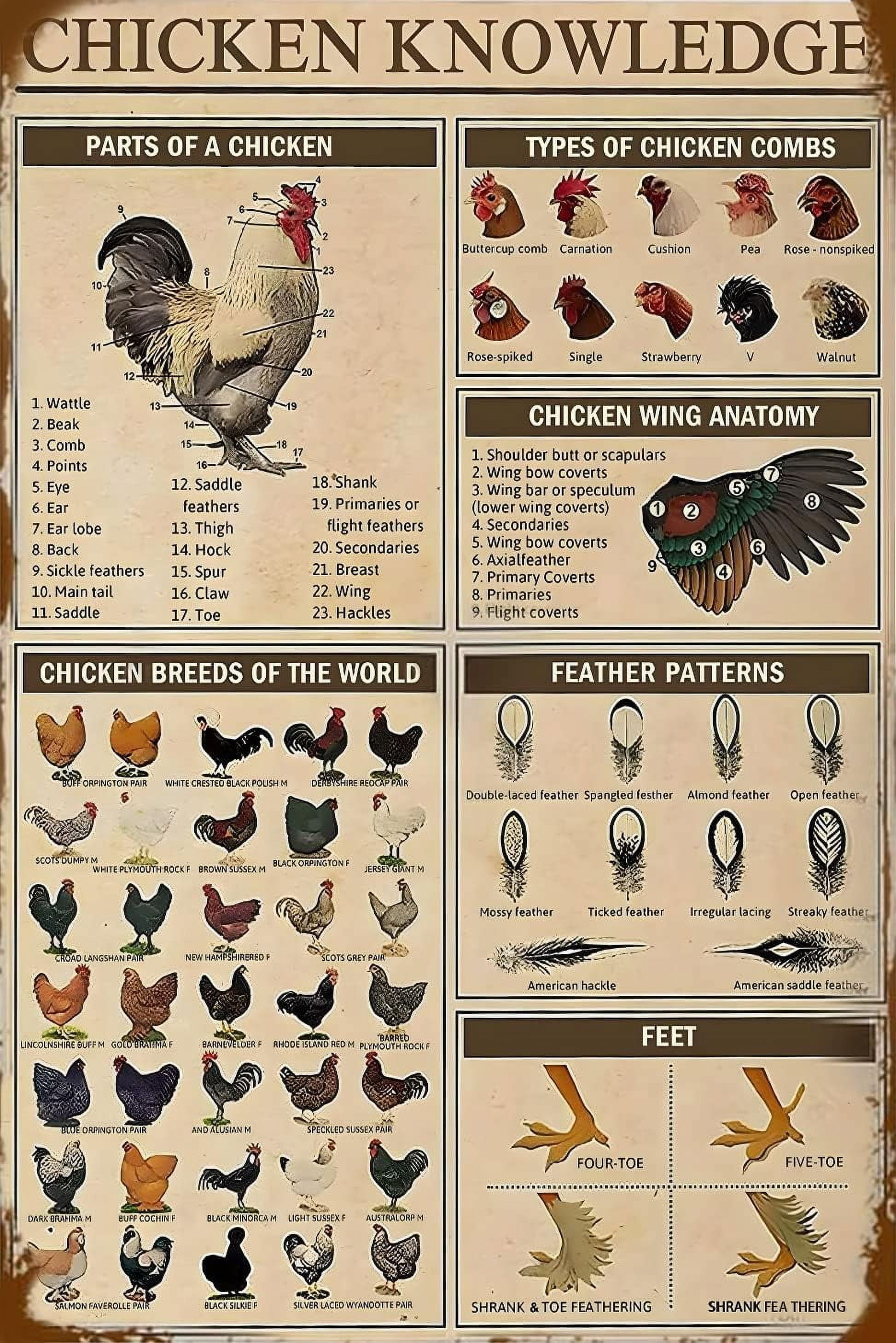 Retro Tin Sign Chicken Knowledge Chicken Breeds Of The World Poster ...