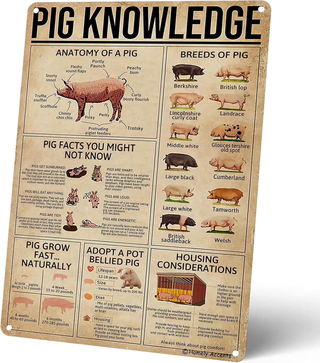 Retro Tin Sign Homely Accents Pig Knowledge Educational Anatomy And ...