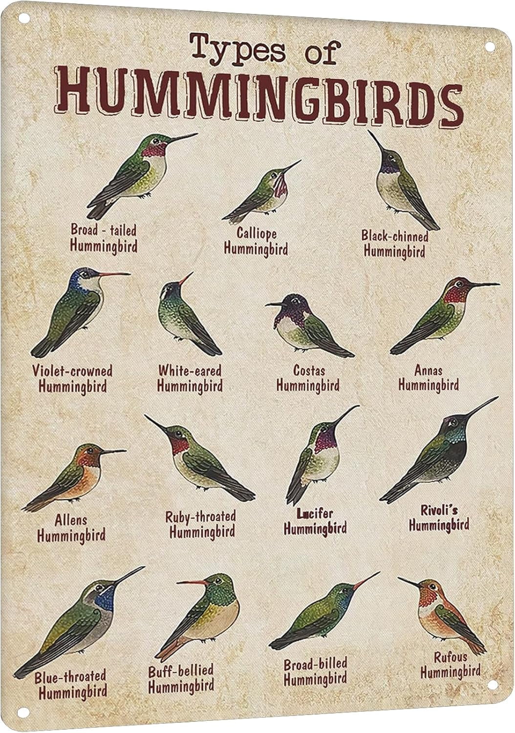 Retro Tin Sign Hummingbird Guide Typ Of Hummingbirds Educational Bird ...