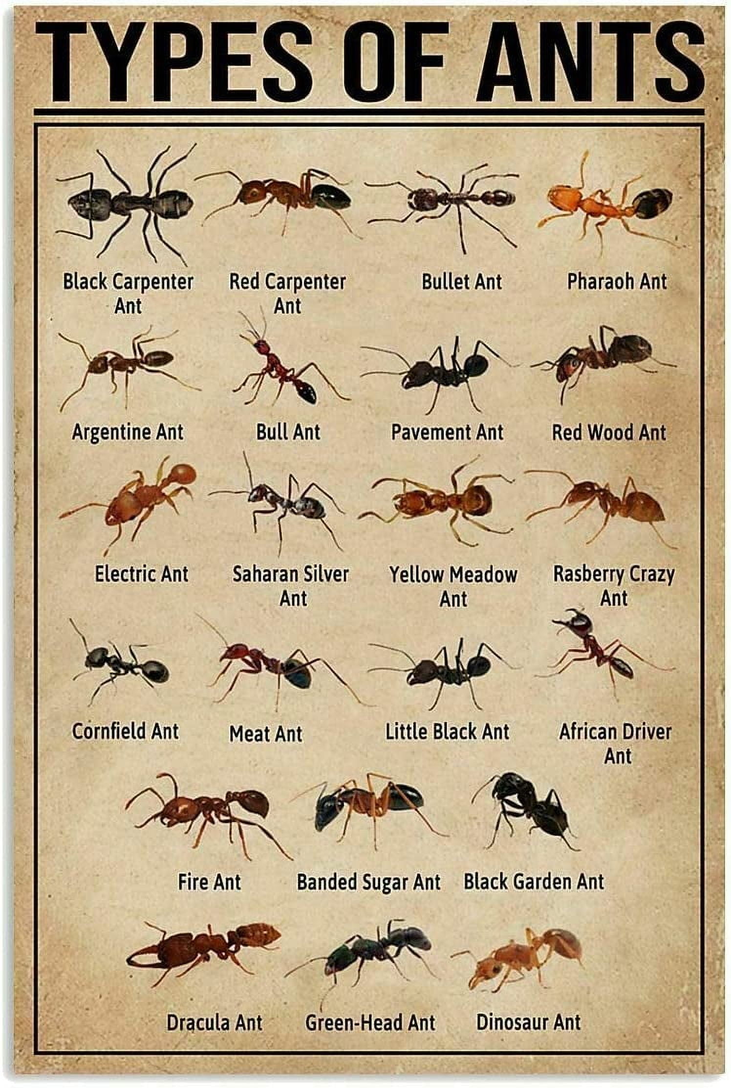 Retro Tin Sign Typ Of Ants Ant Science Knowledge Farm Poster 12x8Inches ...