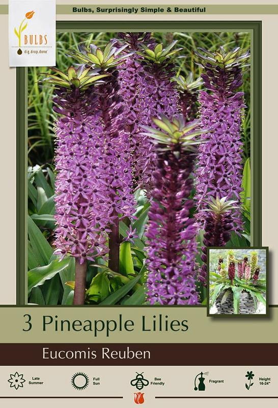 Reuben Pineapple Lily - 2 Bulbs 16/+ cm - Eucomis - Walmart.com
