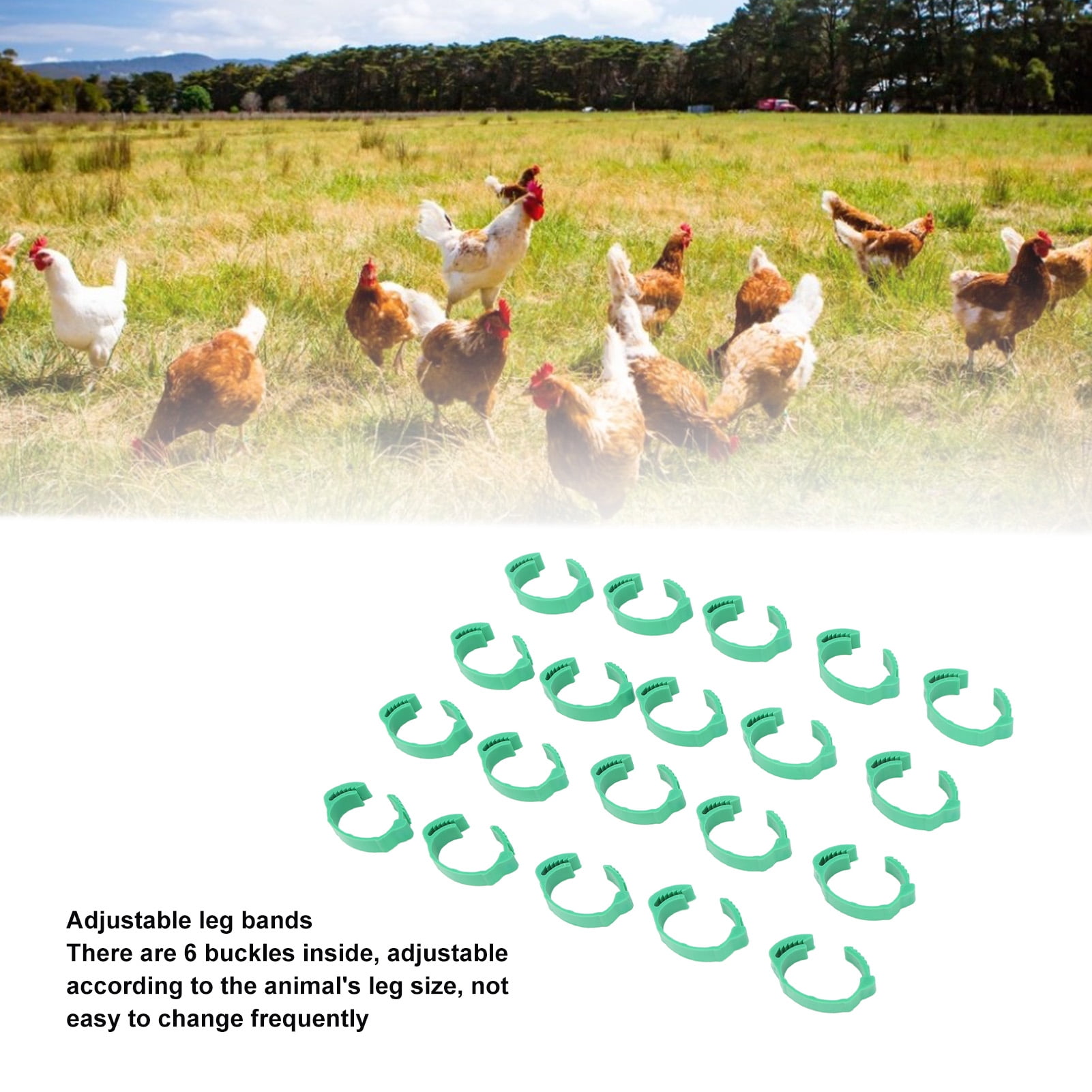 Reusable Chicken Leg Rings, Adjustable Size, Easy ID For Roosters, Hens ...