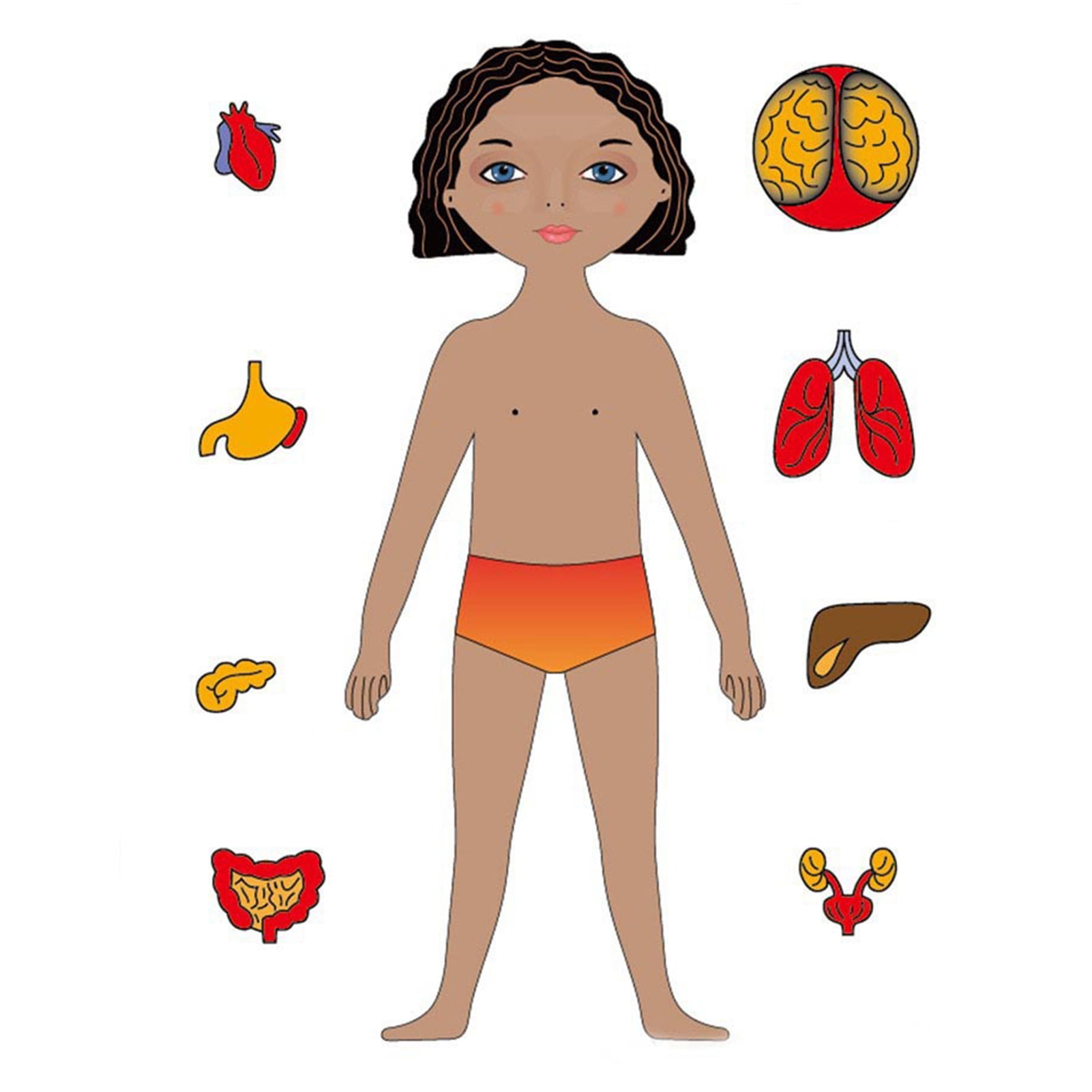 Reusable Human Anatomy Wooden Puzzle - Smooth Surface, Bright Colors ...