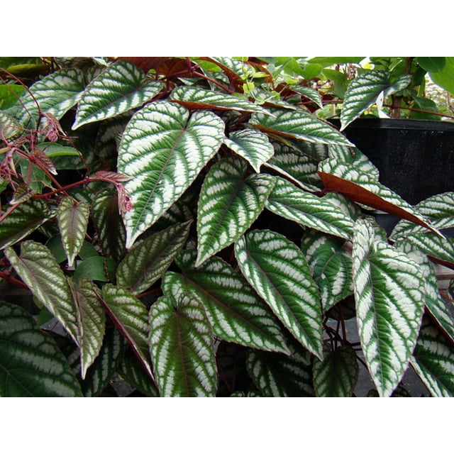 Rex Begonia Vine - Cissus Discolor - Great House Plant - 4" Pot ...