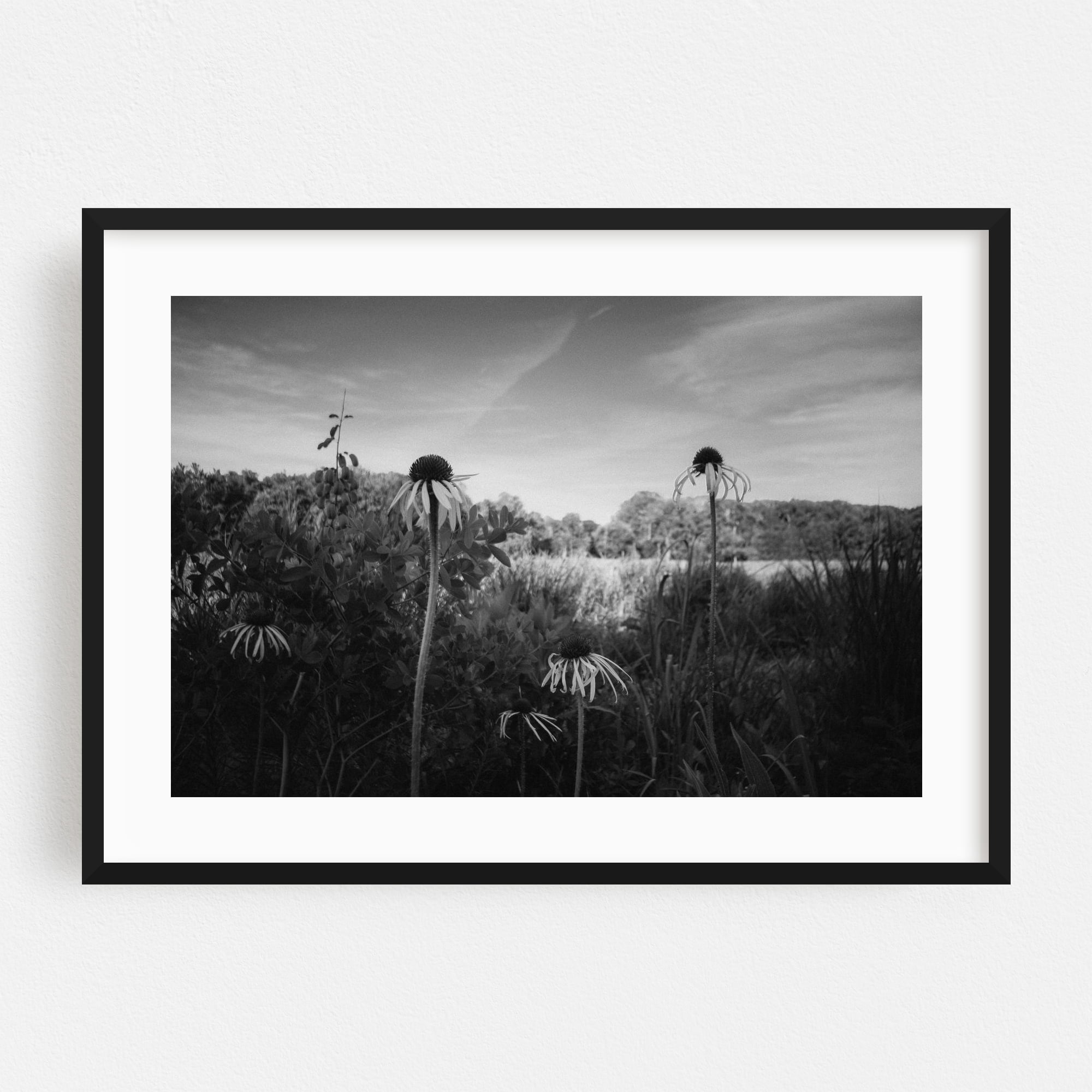 Reynolda Gardens - Winston-Salem North Carolina Photography Black and ...