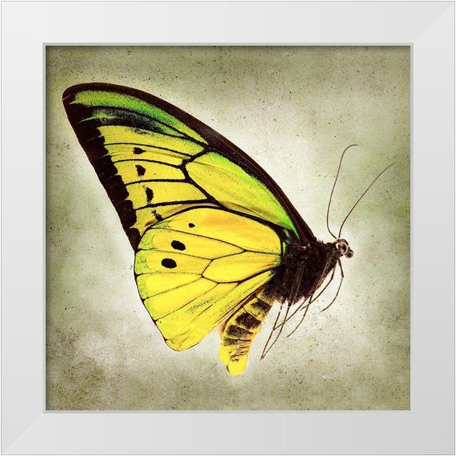 Reynolds, Richard 12x12 White Modern Wood Framed Museum Art Print ...