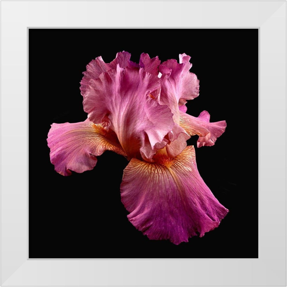 Reynolds, Richard 12x12 White Modern Wood Framed Museum Art Print ...