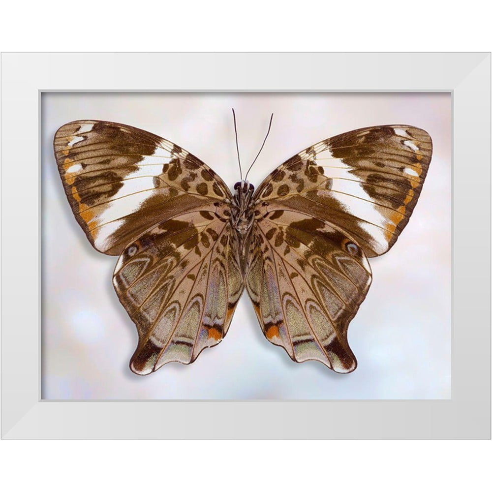 Reynolds, Richard 14x12 White Modern Wood Framed Museum Art Print ...