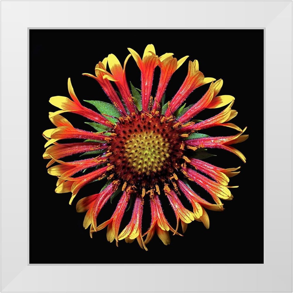 Reynolds, Richard 15x15 White Modern Wood Framed Museum Art Print ...