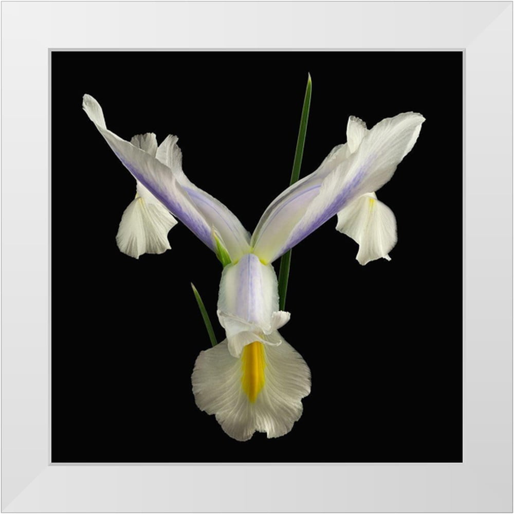 Reynolds, Richard 15x15 White Modern Wood Framed Museum Art Print ...
