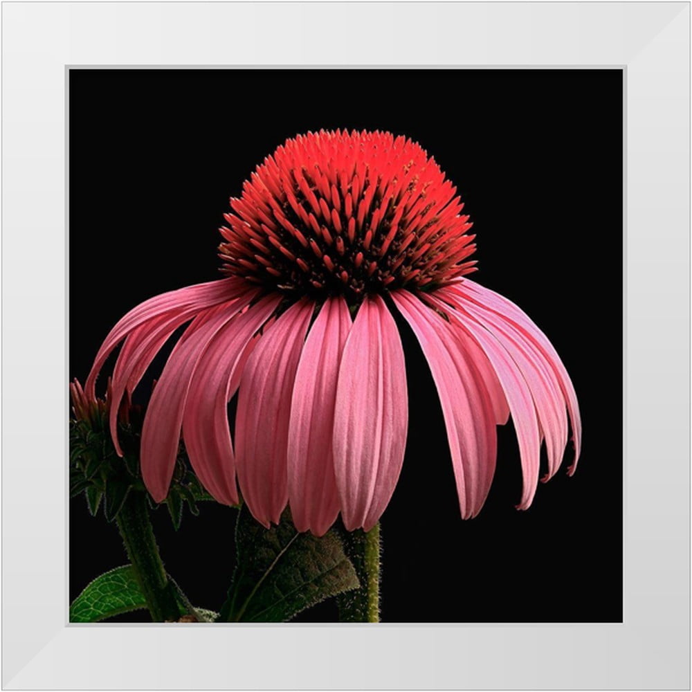 Reynolds, Richard 15x15 White Modern Wood Framed Museum Art Print ...