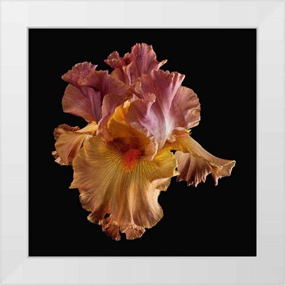 Reynolds, Richard 15x15 White Modern Wood Framed Museum Art Print ...
