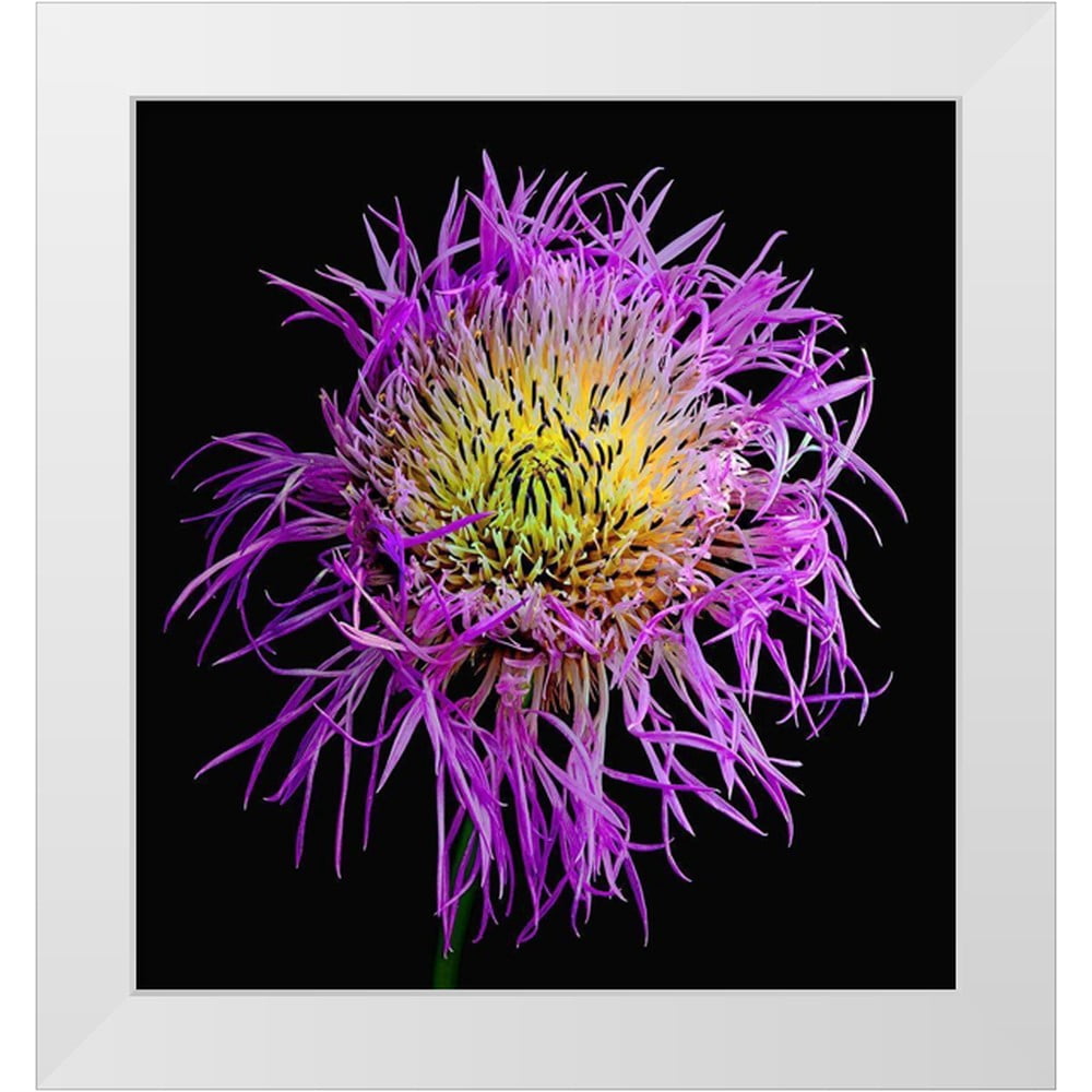 Reynolds, Richard 15x16 White Modern Wood Framed Museum Art Print ...