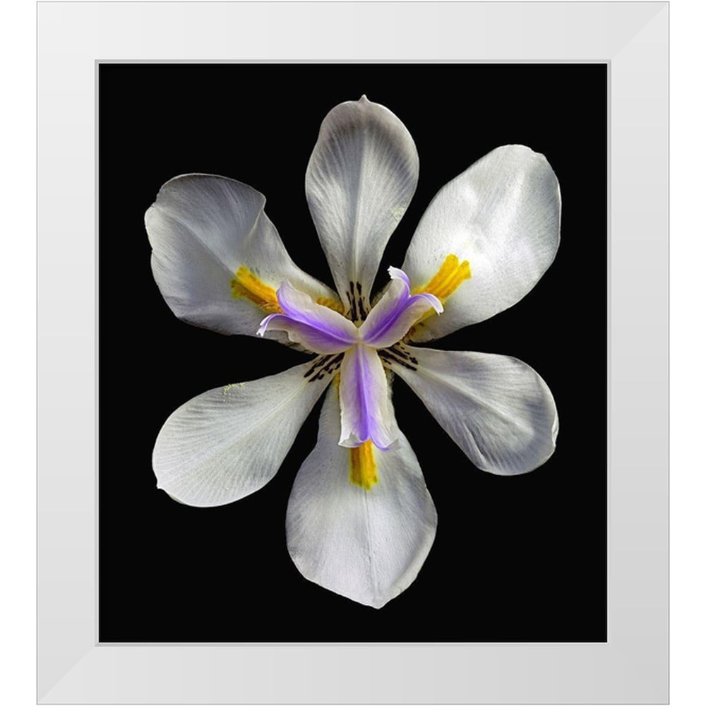 Reynolds, Richard 15x17 White Modern Wood Framed Museum Art Print ...