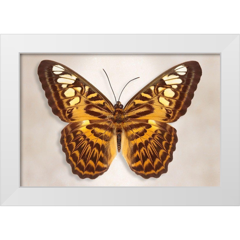 Reynolds, Richard 18x13 White Modern Wood Framed Museum Art Print ...