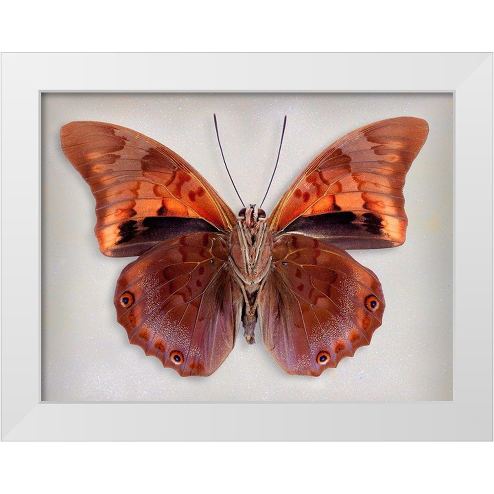 Reynolds, Richard 18x15 White Modern Wood Framed Museum Art Print ...