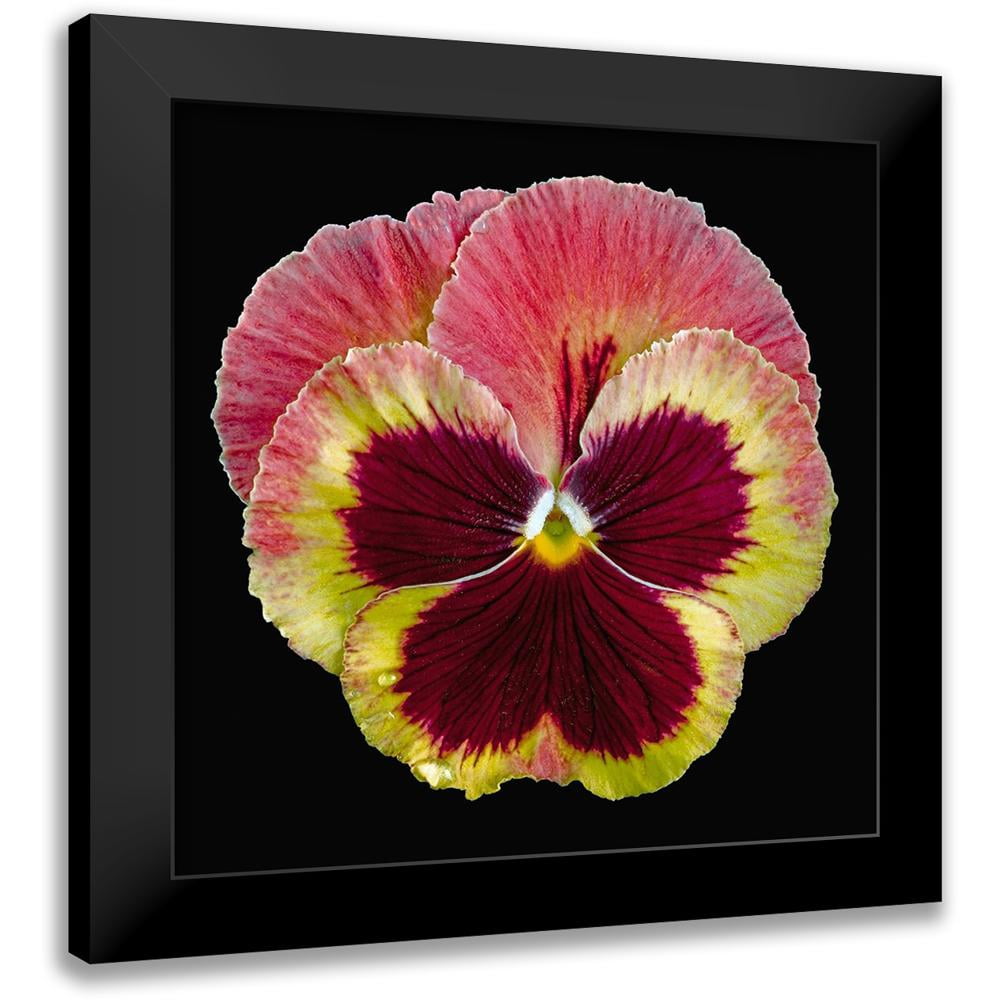 Reynolds, Richard 20x20 Black Modern Framed Museum Art Print Titled ...