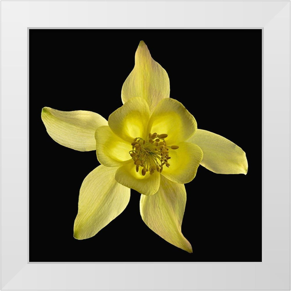 Reynolds, Richard 20x20 White Modern Wood Framed Museum Art Print ...