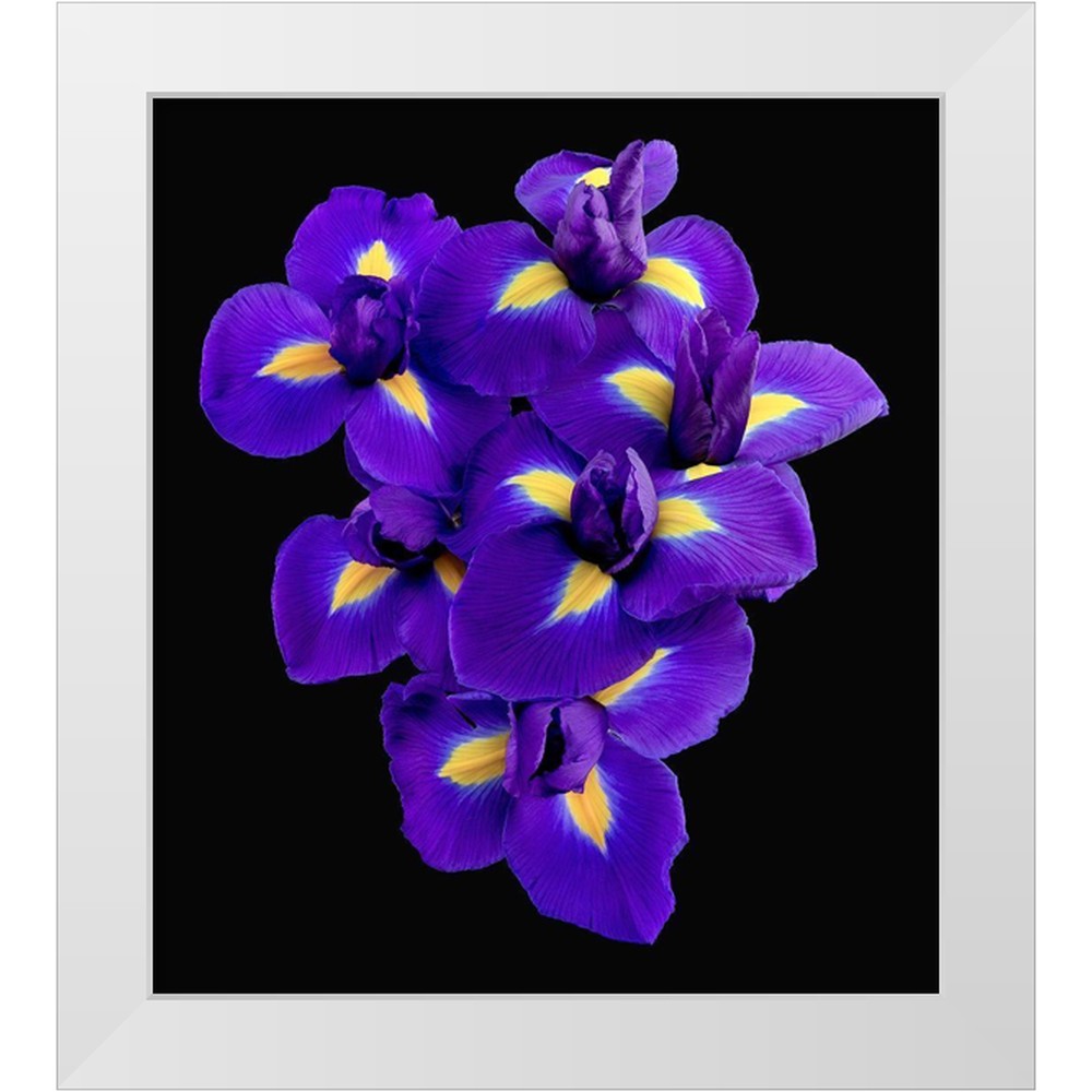 Reynolds, Richard 20x22 White Modern Wood Framed Museum Art Print ...