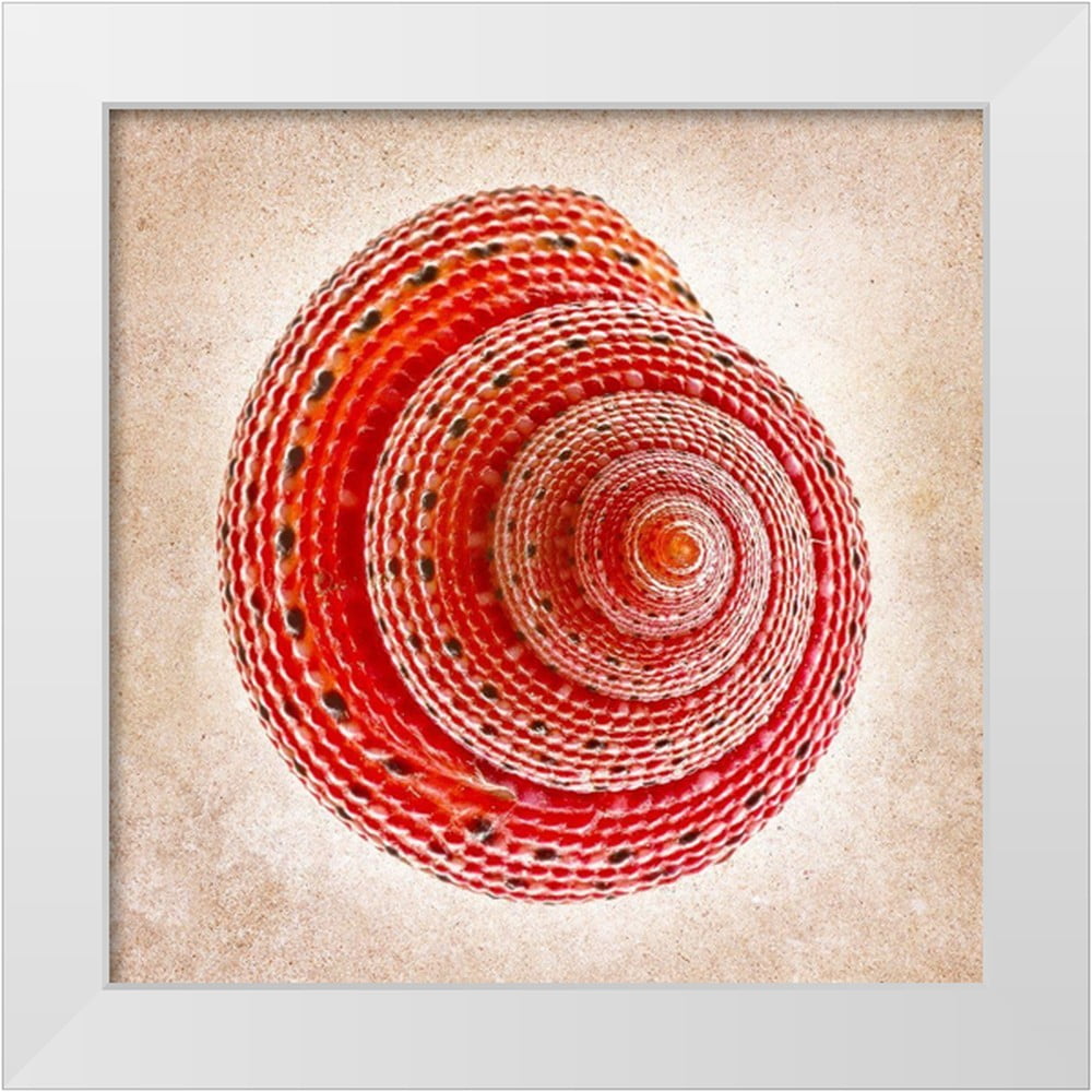 Reynolds, Richard 26x26 White Modern Wood Framed Museum Art Print Titled - Clanculus Puniceus ...