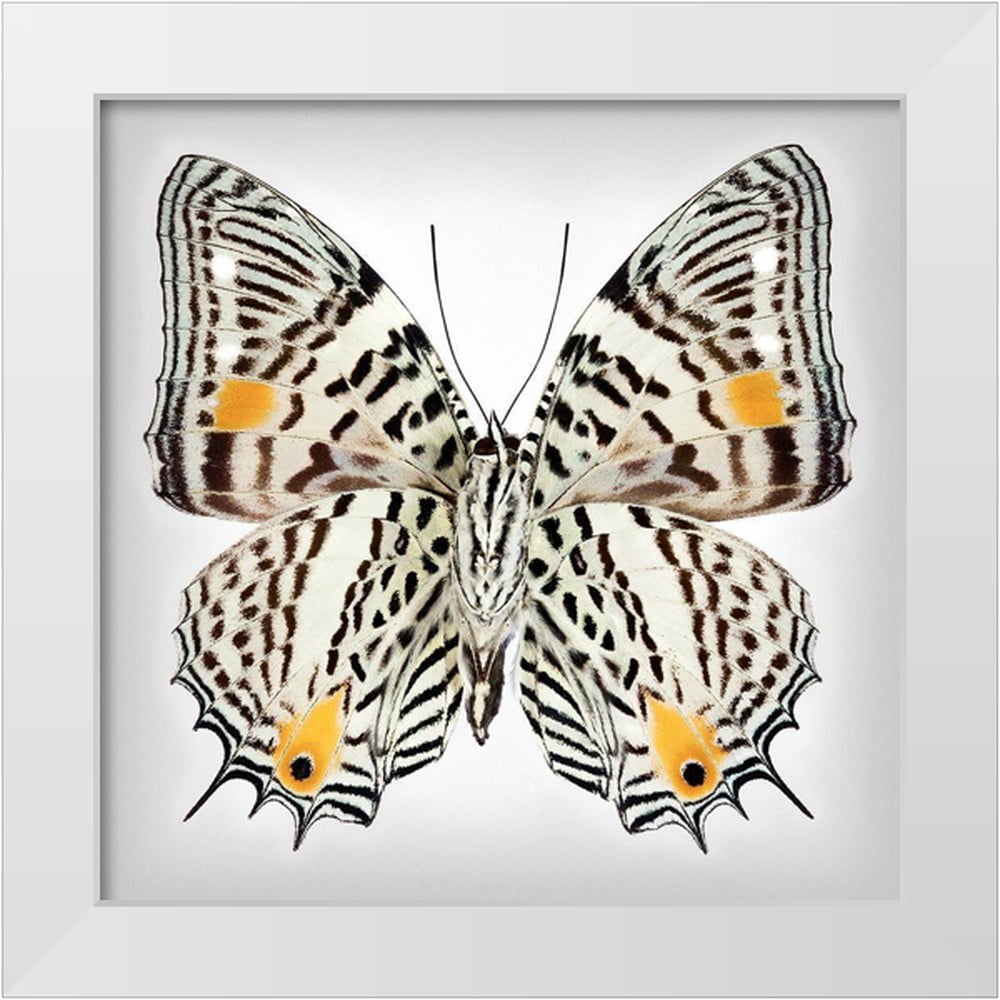 Reynolds, Richard 26x26 White Modern Wood Framed Museum Art Print ...