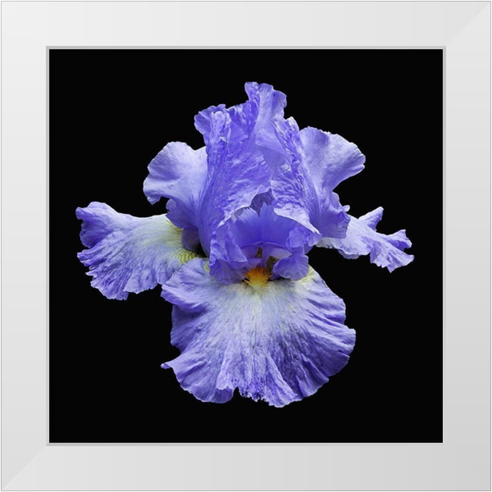 Reynolds, Richard 26x26 White Modern Wood Framed Museum Art Print ...