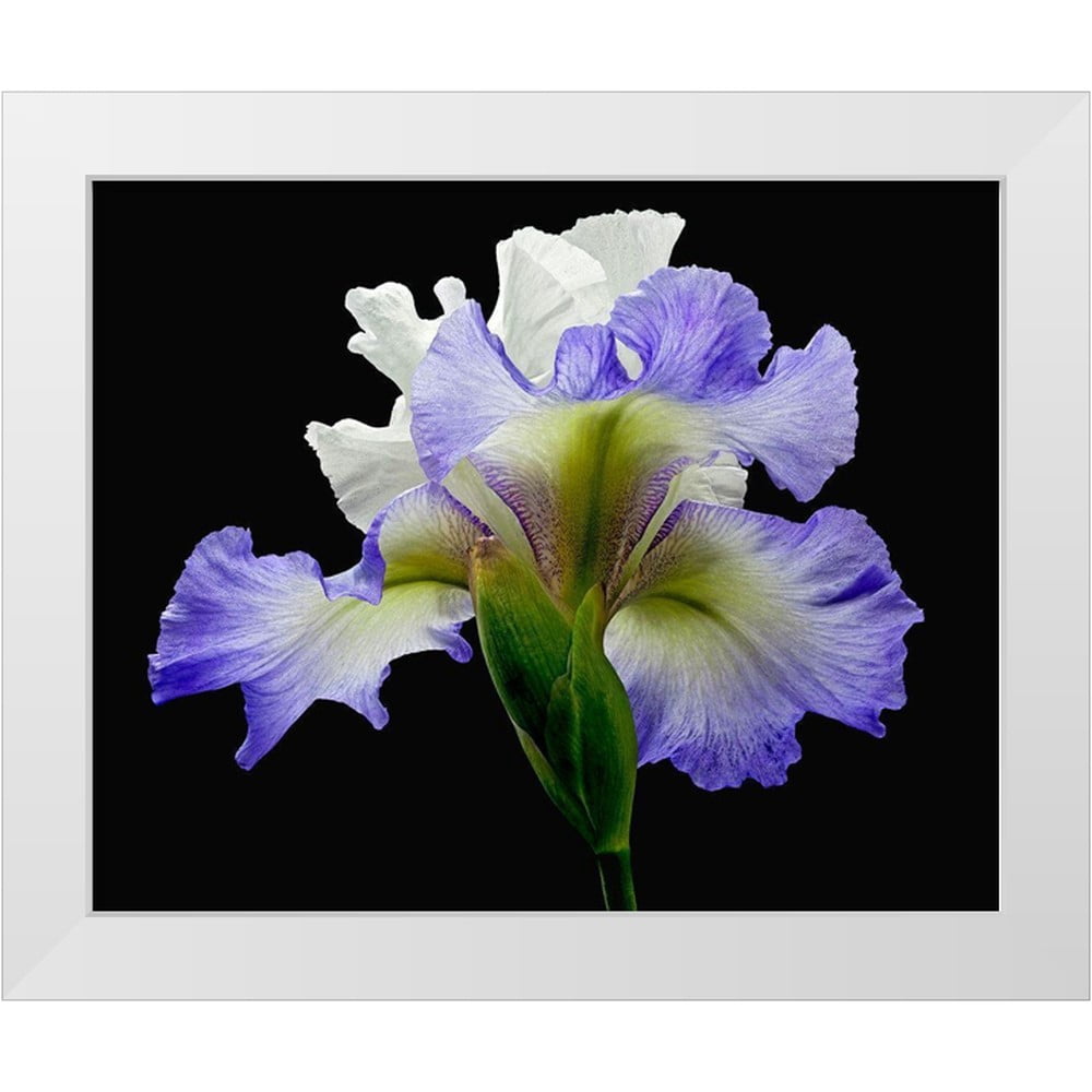 Reynolds, Richard 31x26 White Modern Wood Framed Museum Art Print ...