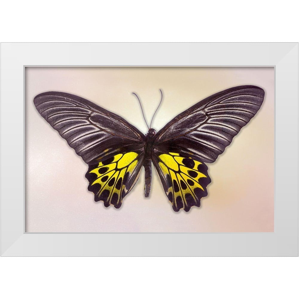 Reynolds, Richard 32x23 White Modern Wood Framed Museum Art Print ...