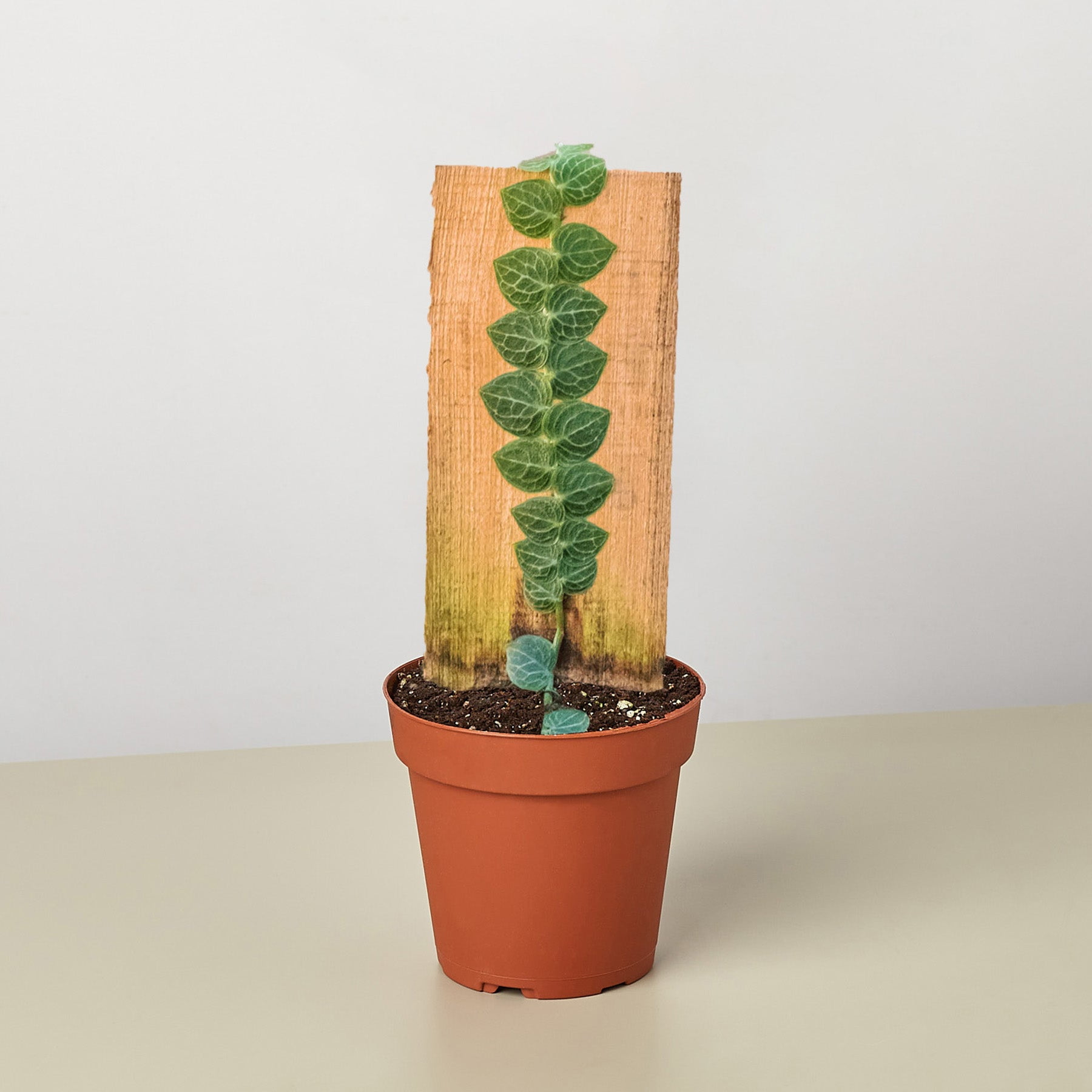 Rhaphidophora 'Cryptantha' (Shingle Plant) - 4" Pot - Walmart.com